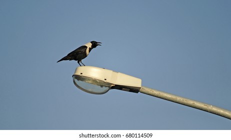 139 Collared crow 이미지, 스톡 사진 및 벡터 | Shutterstock
