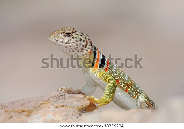 Collared Lizard Female Stock Photo 38236204 | Shutterstock