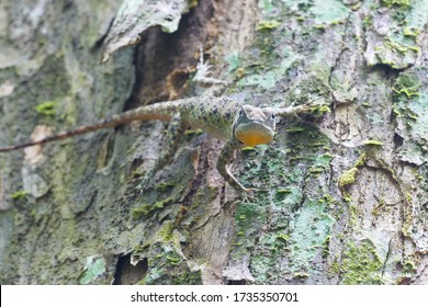 327 Black Lipped Lizard Images, Stock Photos & Vectors | Shutterstock