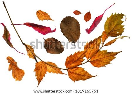 Collection of Autumn Leaf Closeup Objects in Details Image - cg1p819165751s
