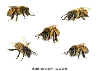 Pea Thrips Thrips Meridionalis Syn Taeniothrips Stock Photo (Edit Now ...