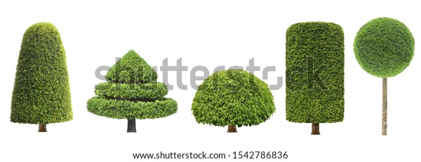 Collection Set Different Shape Topiary Tree Stock Photo 1542786836 ...