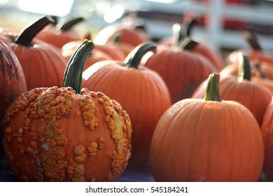 Collection Smooth Bumpy Pumpkins Stock Photo 545184241 | Shutterstock