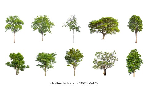 Collection Tree Set Isolated Trees On Stock Photo 1990375475 | Shutterstock