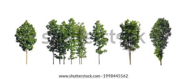 Collection Tree Set Isolated Trees On Stock Photo 1998445562 | Shutterstock
