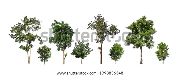 Collection Tree Set Isolated Trees On Stock Photo 1998836348 | Shutterstock