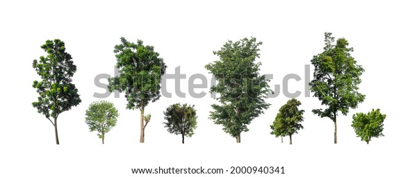Collection Tree Set Isolated Trees On Stock Photo 2000940341 | Shutterstock