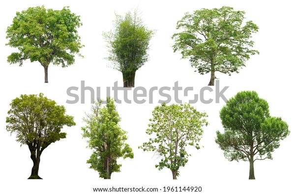 Collection Tree Side View Isolated On Stock Photo 1961144920 | Shutterstock