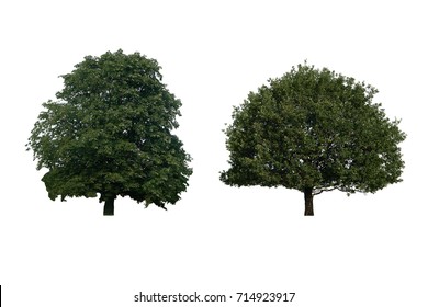 Ilustrasi Stok Tree Bird Eye View Isolated Collection 306607100 ...