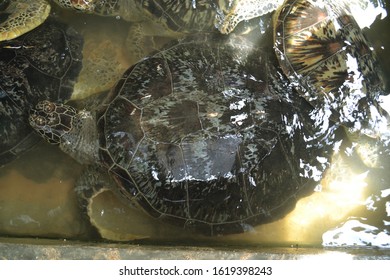 Collection Turtle Shells Water Forms Pattern Stock Photo (Edit Now ...