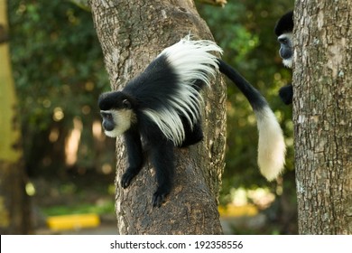 2,912 Colobus monkey Images, Stock Photos & Vectors | Shutterstock