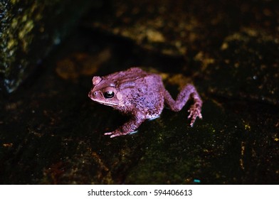 236 Sapo colores Images, Stock Photos & Vectors | Shutterstock