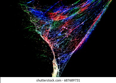 33,170 Color cobweb Images, Stock Photos & Vectors | Shutterstock