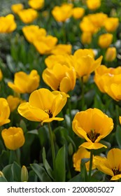Colorful Flowers Background Spring Background Post Stock Photo ...