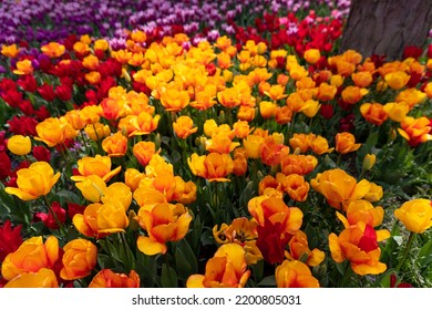 Colorful Flowers Background Spring Background Post Stock Photo ...