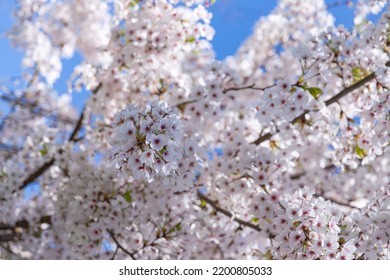 Colorful Flowers Background Spring Background Post Stock Photo ...