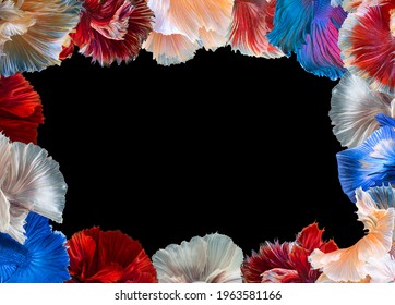 Colorful Rectangular Frame Tail Betta Fish Stock Photo 1963581166 ...