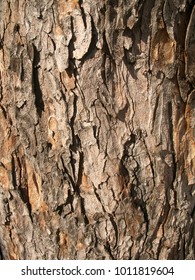 Colourful Pine Bark Tree Texture Stock Photo 1011819604 | Shutterstock