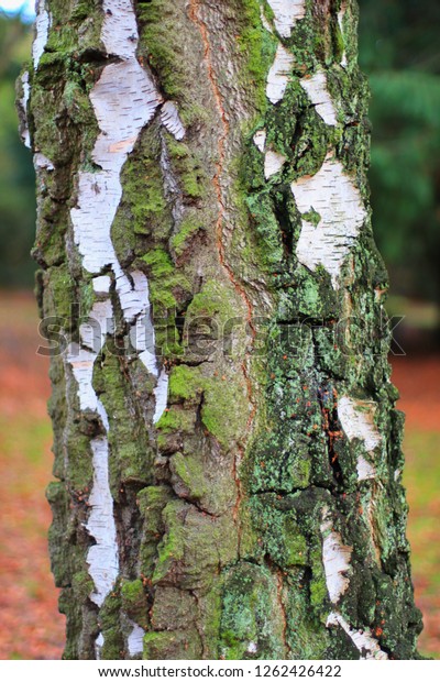 Colourful Tree Core Different Textures Colours Stock Photo 1262426422 ...
