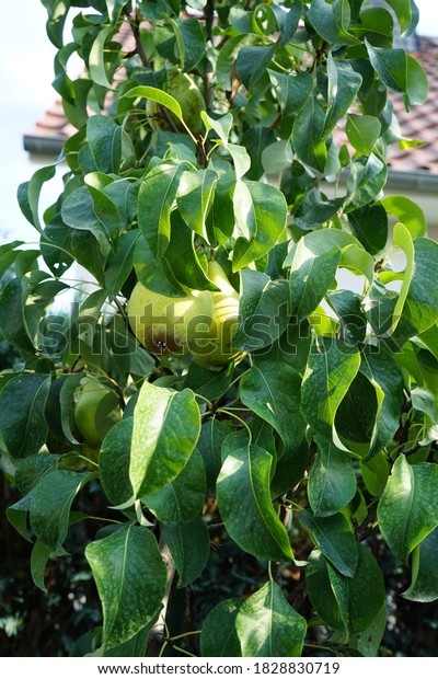 2,468 Column Fruit Images, Stock Photos & Vectors | Shutterstock