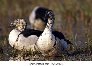 3 Keola deo ghana national park Images, Stock Photos & Vectors ...