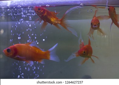 Comet Fish Stock Photo 1264627237 | Shutterstock