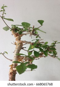 Commiphora Stock Photo (Edit Now) 668065768