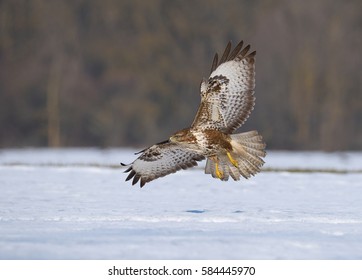 65 Buzzard wings wide open Images, Stock Photos & Vectors | Shutterstock