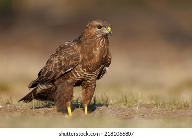 4,333 Common white buzzard Images, Stock Photos & Vectors | Shutterstock