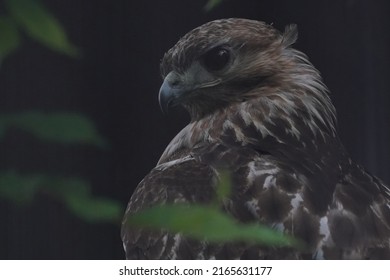 4,333 Common white buzzard Images, Stock Photos & Vectors | Shutterstock