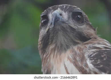 4,333 Common white buzzard Images, Stock Photos & Vectors | Shutterstock