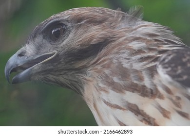 4,333 Common white buzzard Images, Stock Photos & Vectors | Shutterstock