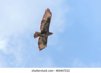 65 Buzzard wings wide open Images, Stock Photos & Vectors | Shutterstock