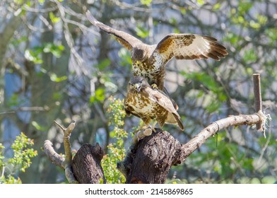 4,333 Common white buzzard Images, Stock Photos & Vectors | Shutterstock