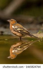 187 Vink bird Images, Stock Photos & Vectors | Shutterstock