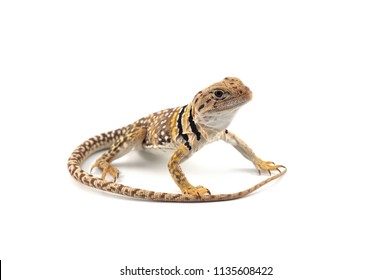 380 Blue Collared Lizard Royalty-Free Images, Stock Photos & Pictures ...