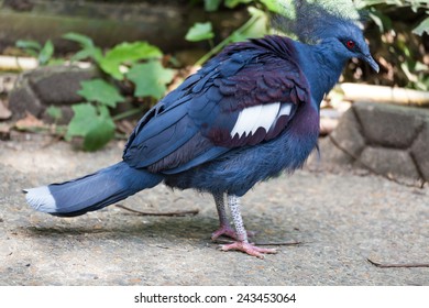 Common Crowned Pigeon Stock Photo 243453064 | Shutterstock