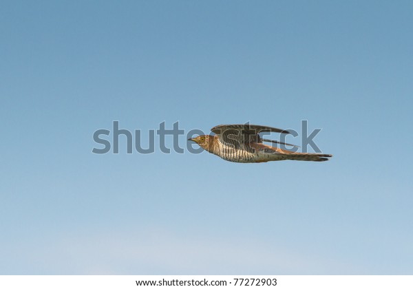 Common Cuckoo Flight Cuculus Canorus European Stock Photo 77272903 ...