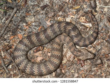 107 Common death adder Images, Stock Photos & Vectors | Shutterstock