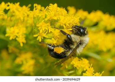 369 Common eastern bumble bee Images, Stock Photos & Vectors | Shutterstock