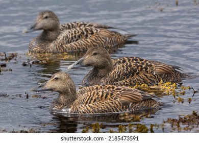 Duck photo : 22 104 images, photos et images vectorielles de stock ...