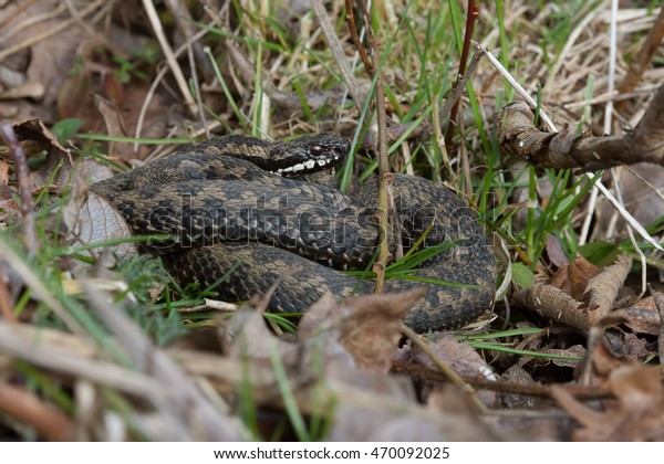 Common European Adder Leaf Litteradderadder Vipera Stock Photo ...