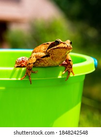 474 Frogs in bucket Images, Stock Photos & Vectors | Shutterstock