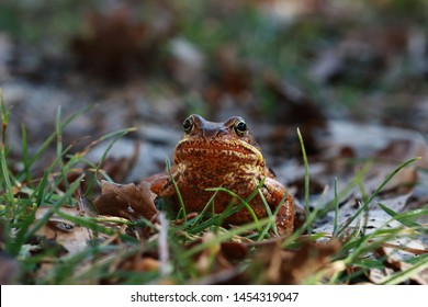 116 Frog staring camera Images, Stock Photos & Vectors | Shutterstock