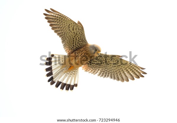 Common Kestrel Flight Stock Photo (Edit Now) 723294946