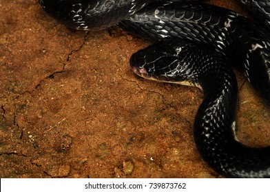 52 Common indian krait Images, Stock Photos & Vectors | Shutterstock