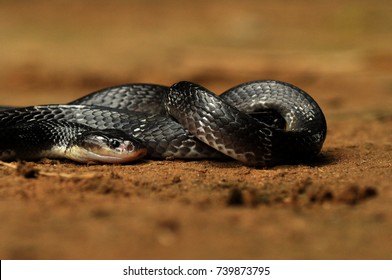 52 Common indian krait Images, Stock Photos & Vectors | Shutterstock