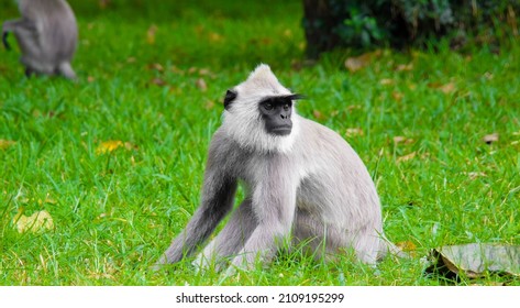 1,131 Common langur Images, Stock Photos & Vectors | Shutterstock