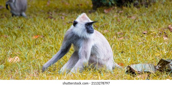 1,131 Common langur Images, Stock Photos & Vectors | Shutterstock