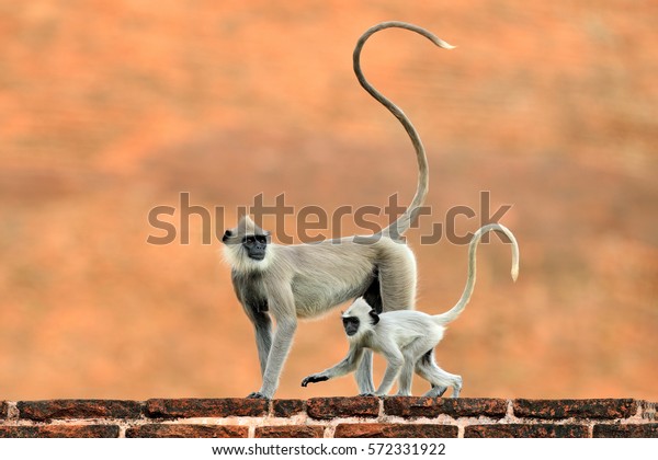 Common Langurs Semnopithecus Entellus Monkey Long Stock Photo (Edit Now ...